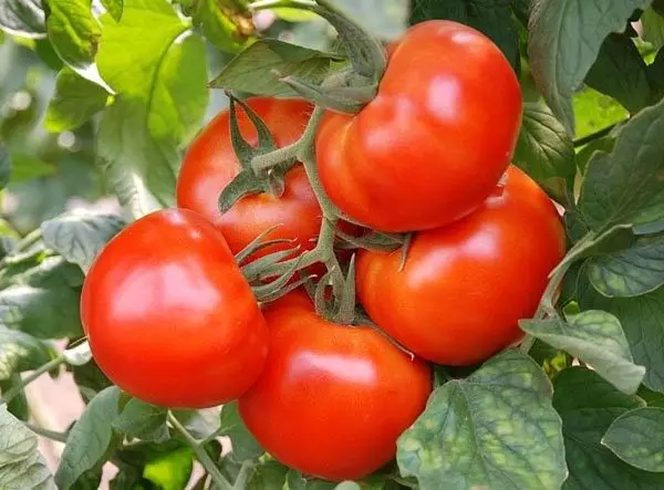 Siberiese verrassing Tomato in oop grond