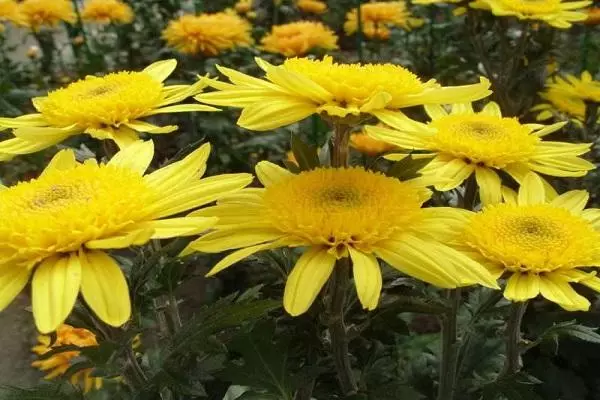 Chrysanthemum geel
