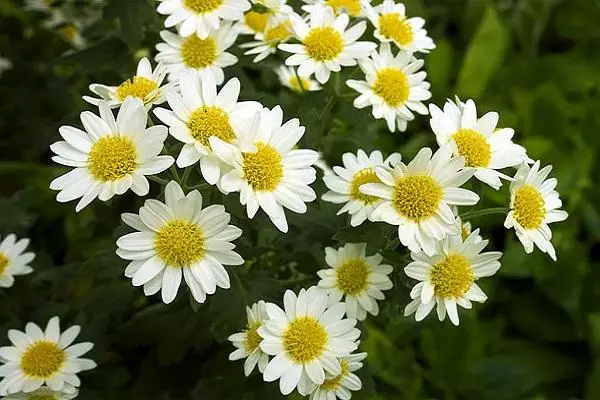 I-Romashkaya Chrysanthemum