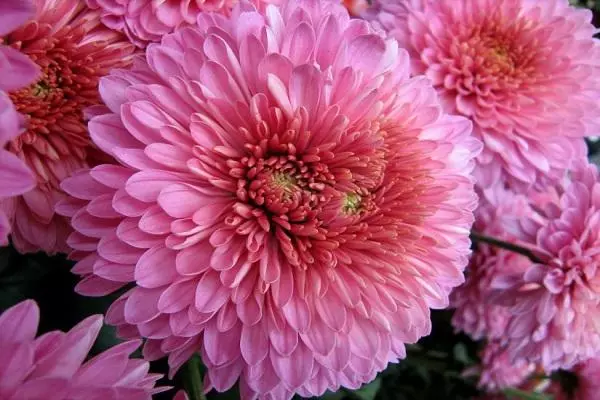 Beskriuwing 27 fariëteiten en fariëteiten fan Kamille Chrysanthemums, lâning en soarch