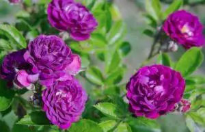 Descrición das variedades de rosas roxas, aterrizaje, cultivo e coidado