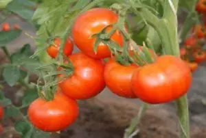 Mô tả và đặc điểm của lớp cà chua đầu 83