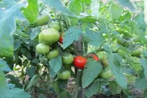 Đặc trưng và mô tả của sự đa dạng của Juggler Tomato