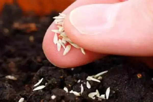 White seeds.