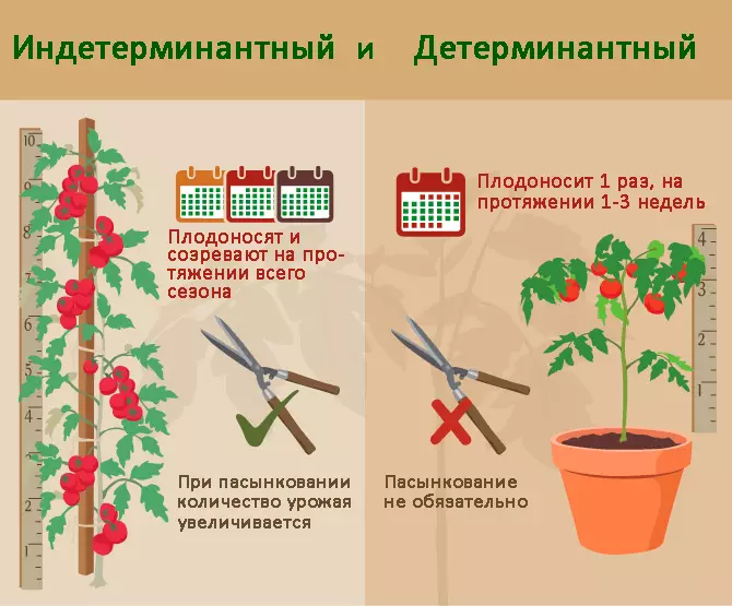 Razlike od determinanta i intenemira se rajčice