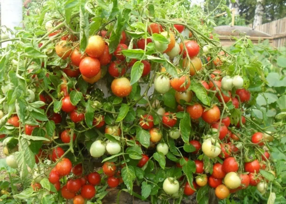 گوجه فرنگی در باغ رشد می کند