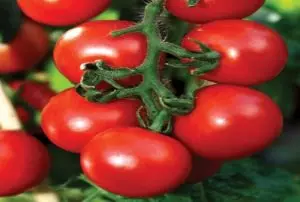 Nwatakịrị tomato: njirimara na nkọwapụta nke ụdị dị iche iche, na-enye foto na vidiyo