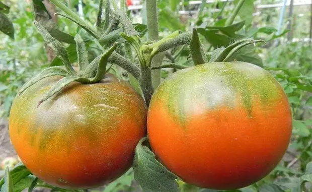 Tomat ap grandi