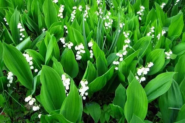 Lily of the Lily Green