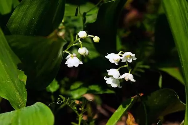 鮮花中的線蟲