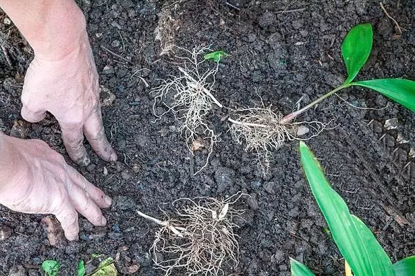 Plant Landing