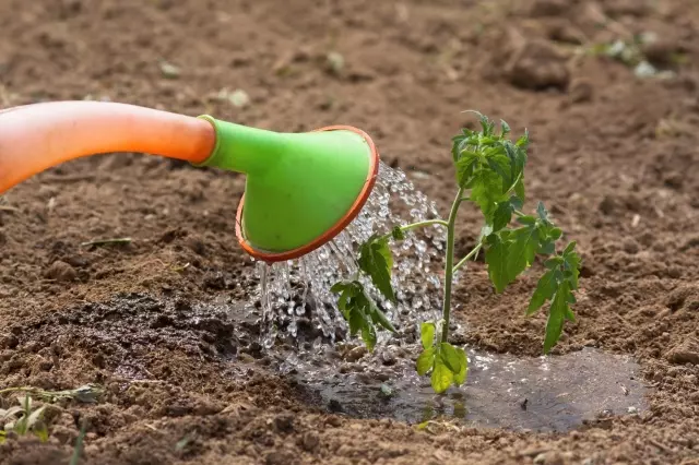 Watering Sprout