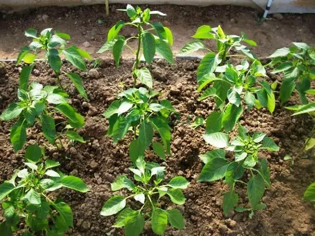 Pepperové sadenice v skleníku