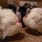 Canadian turkeys: paglalarawan at bigat ng lahi, paglilinang sa bahay 1206_1