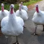 Canadian turkeys: paglalarawan at bigat ng lahi, paglilinang sa bahay 1206_11