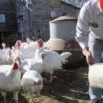 Canadian turkeys: paglalarawan at bigat ng lahi, paglilinang sa bahay 1206_12