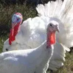 Canadian turkeys: paglalarawan at bigat ng lahi, paglilinang sa bahay 1206_13
