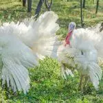 Canadian turkeys: paglalarawan at bigat ng lahi, paglilinang sa bahay 1206_7