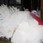 Ama-turkeys aseCanada: Incazelo nesisindo sohlobo, ukulima ekhaya 1206_8