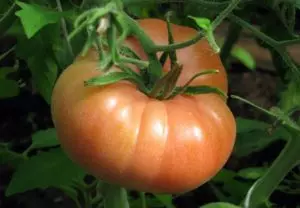 Characteristic and description of the variety of tomato pink cheeks