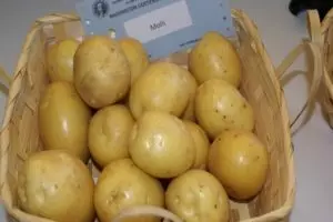 Deskripsi varietas kentang Molly, fitur budidaya dan perawatan