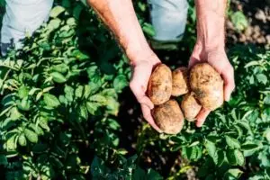 Lasunok土豆种类的描述，其特点和产量