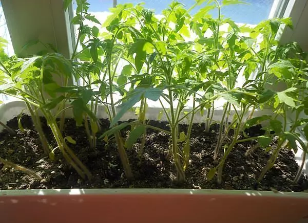Tomatensämlinge auf der Fensterbank
