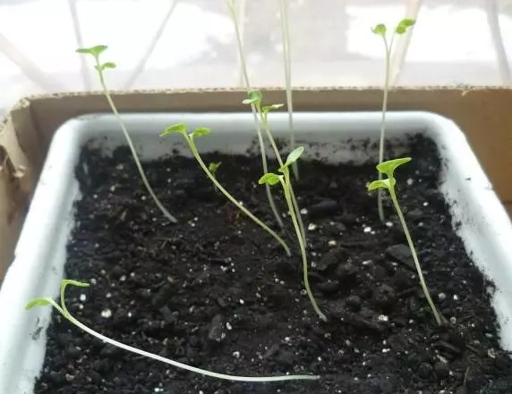 Manipis na seedlings ng kamatis sa isang palayok