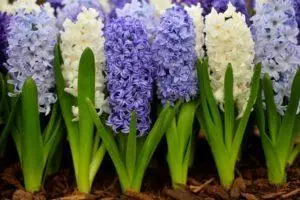 Conas hyacinths a phlandáil le haghaidh féaraigh sa bhaile, an rogha agus na rialacha chun bolgáin a stóráil