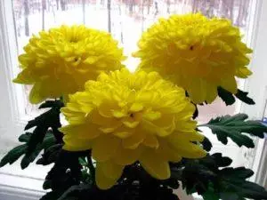 Kunaon chrysanthemums henteu mekar di tempat terbuka kumaha ngagancangkeun prosés