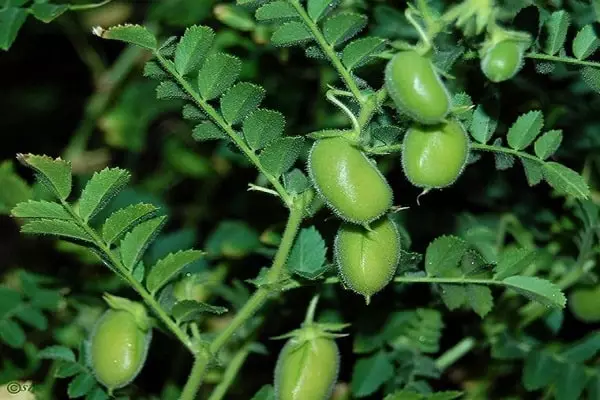 ಬೊಬ್ಬುವೊ ಸಂಸ್ಕೃತಿ