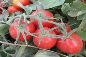 Karakteristično i opis rajčice Heinza, njegov prinos