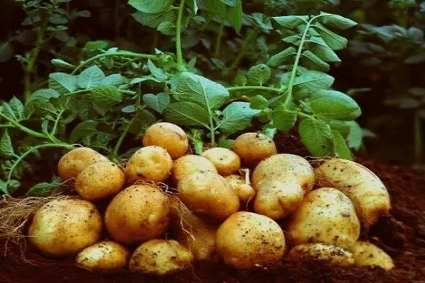 Kartoffelgræbe