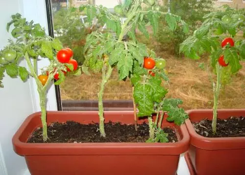 Rasvjeta za paradajz