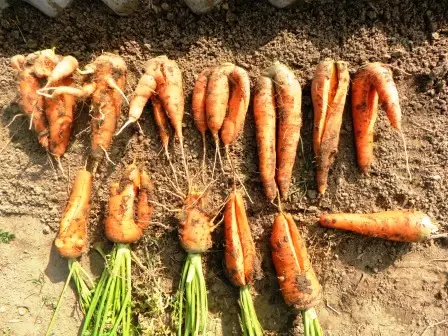 Морков на земята