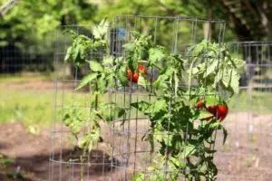 Jak prawidłowo związać pomidory w szklarni i otwartej glebie