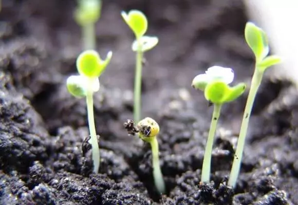 বাগান উপর elongated বাঁধাকপি seedlings