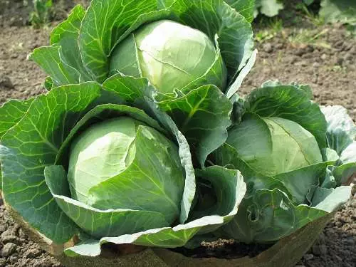 Loj Cab cabbage nyob rau hauv lub vaj