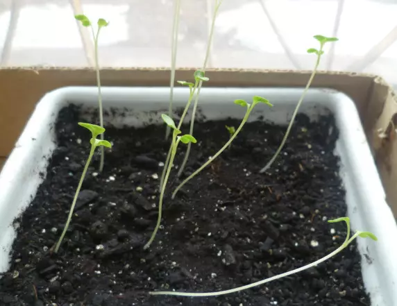Cabbage seedlings ntawm lub sam thiaj