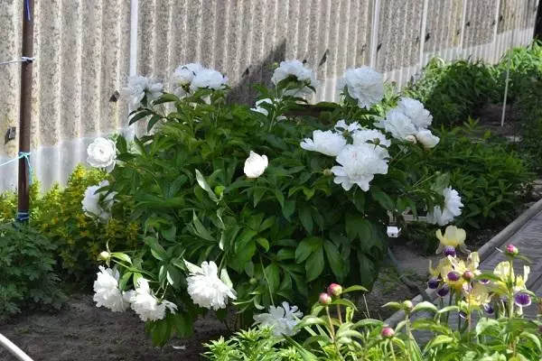 Arbusto sur Flowerbed