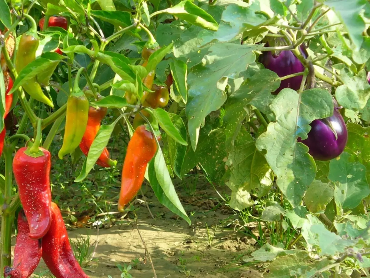 Pepper uye eggplant mune imwe greenhouse