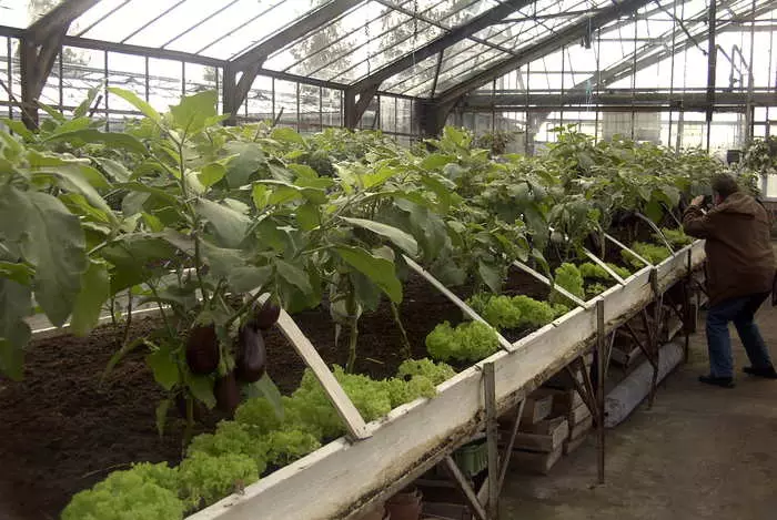 Sedling eggplant in greenhouse
