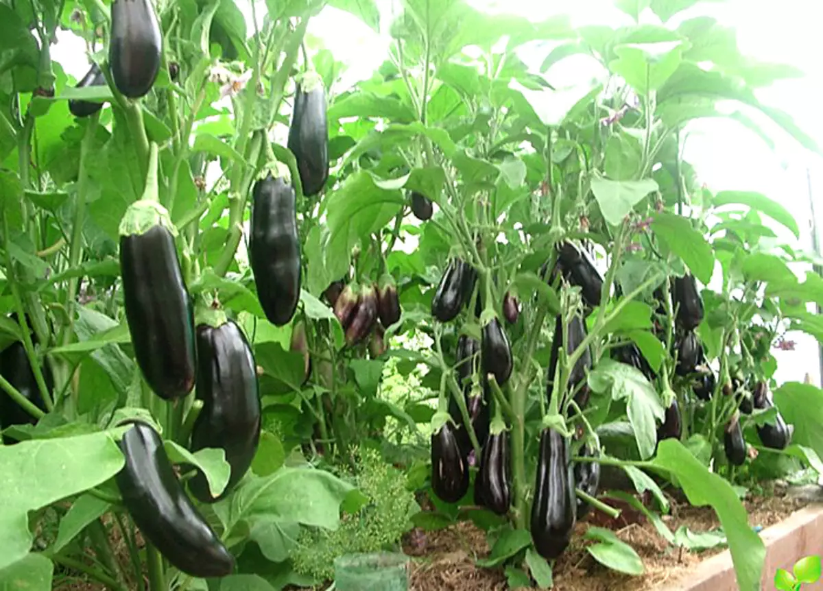 Eggplanta inokura mune greenhouse