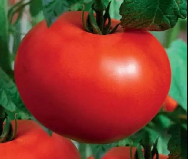 Tomato batic