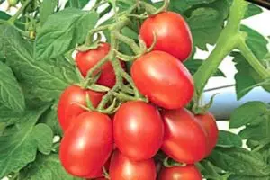 各种番茄黄色和红糖流失的描述，其特点