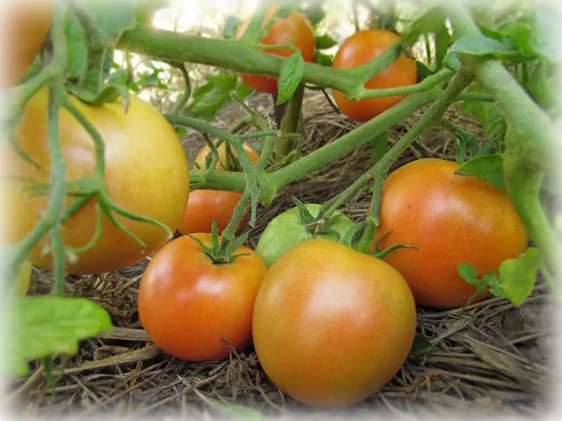 Payız leninqrad pomidor