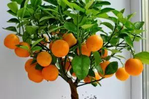 Cara tumbuh dan merawat Tangerine di rumah