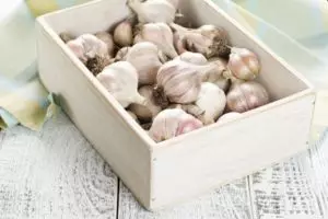 How to properly dry winter garlic after digging and where to store it?