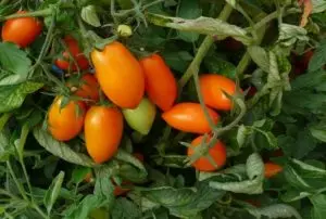 Tomate Lisuk Clasa de tomate Descriere