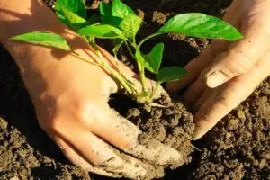 Grandir un basilic de graines et de soins au chalet dans le sol ouvert